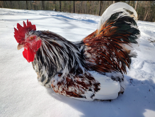 Calico Orpington (12) Eggs | Thurber Acres
