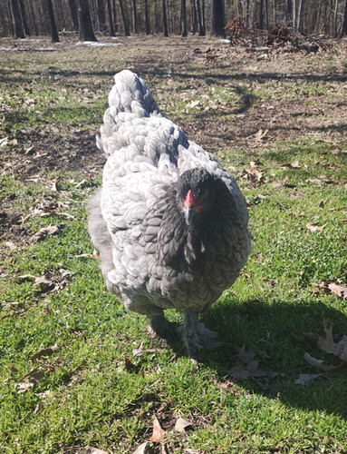 Blue, Black and Splash Brahma Chicks | Thurber Acres