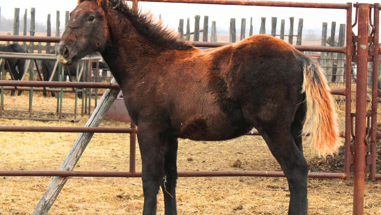Sale Horses and Breeding | Wowk Ranch LTD| Beauvallon