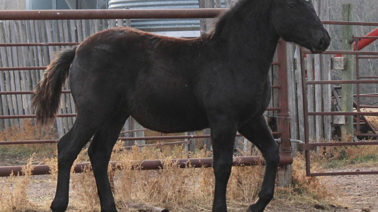 Sale Horses and Breeding | Wowk Ranch LTD| Beauvallon