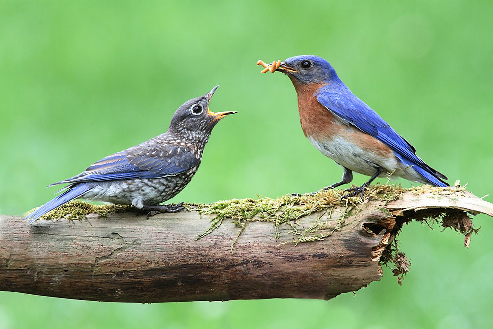 Backyard Birding - Recognizing Fledglings