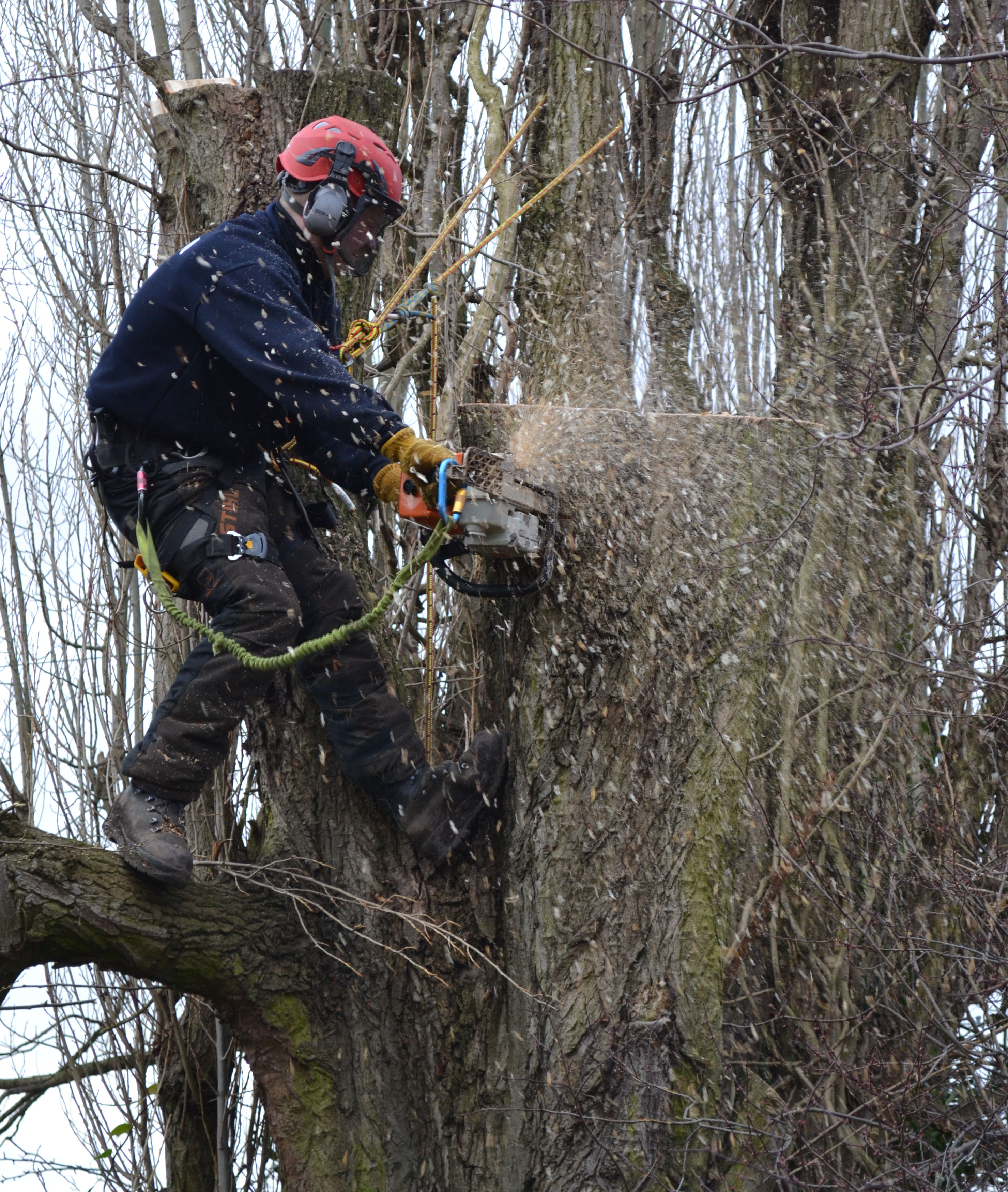 Tree surgeon | UK | Wright Tree Care