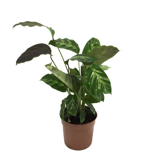 Calathea Misto (Dua Çiçeği) | Betonish