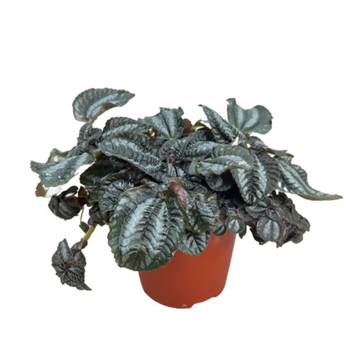 Pilea Involucrata 'Norfolk' | Betonish