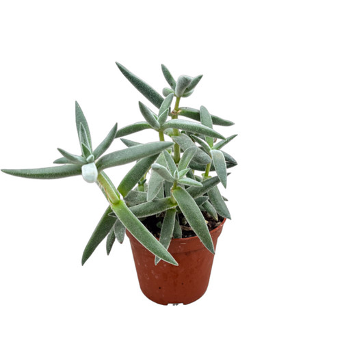 Crassula Mesembryanthemoides 'Tenelli' | Betonish