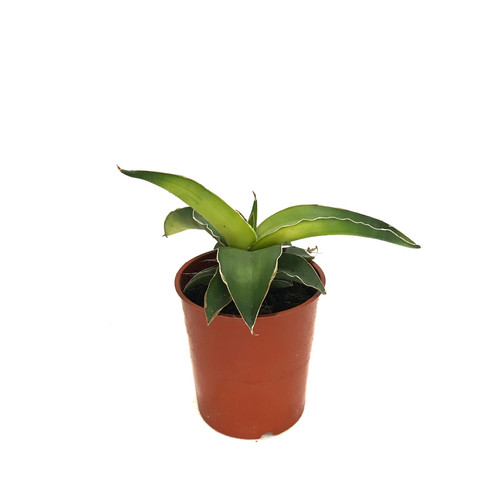 Sansevieria 'Star Canary' | Betonish