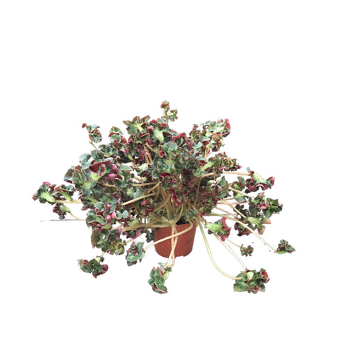 Begonia 'Cathedral' | Betonish