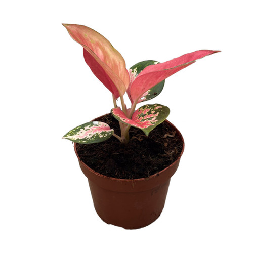 Aglaonema 'Pink Princess' | Betonish