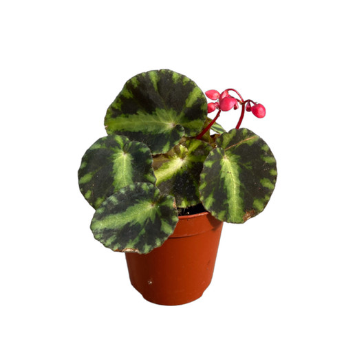Begonia 'Cleopatra' (Begonia Çiçeği) | Betonish