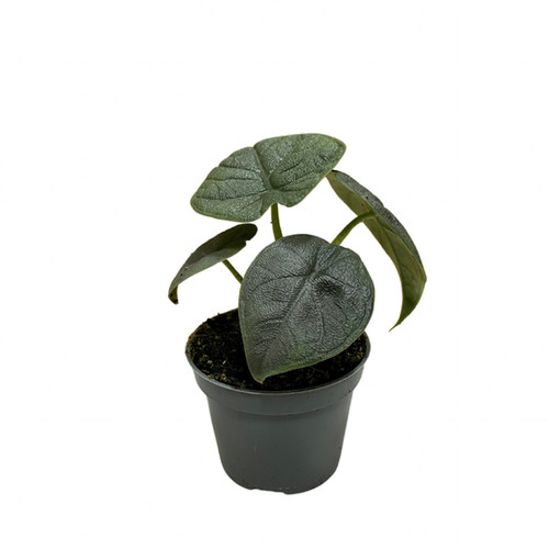 Alocasia Melo (Fil Kulağı) | Betonish