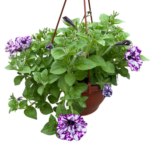 Petunia Hybrida (Mor Beyaz Benekli Petunya) | Betonish