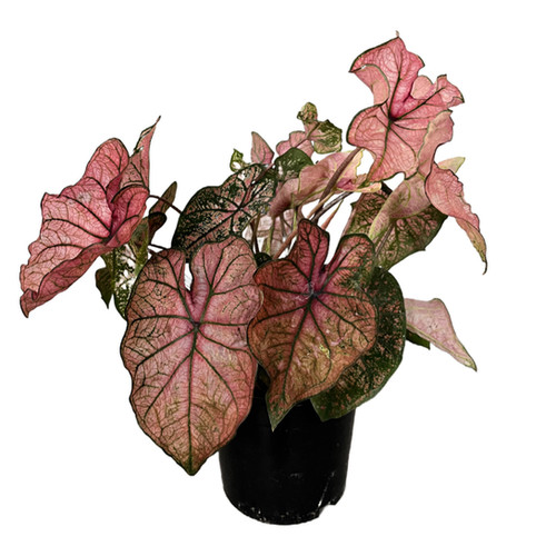 Caladium 'Spring Fling' (Kaladyum Çiçeği) | Betonish