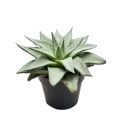 Aloe Wonder | Betonish