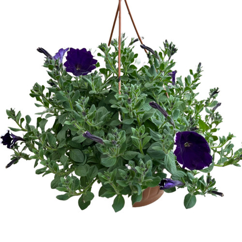 Petunia Hybrida (Mor Beyaz Benekli Petunya) | Betonish