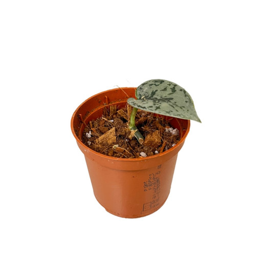 Scindapsus Pictus 'Silver Lady' | Betonish