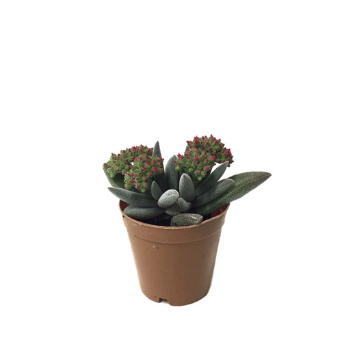 Crassula Mesembryanthemoides 'Tenelli' | Betonish