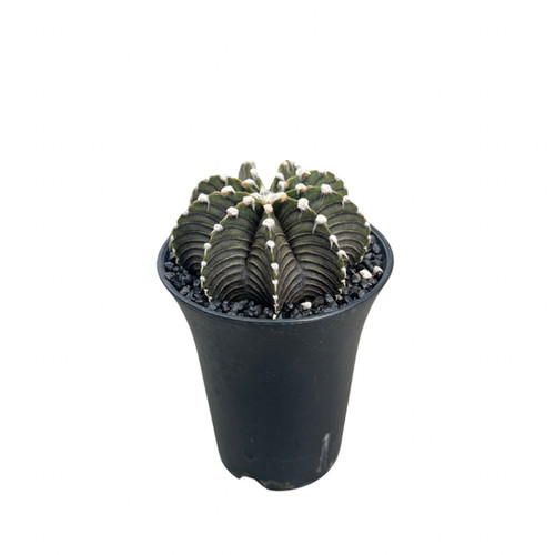 Gymnocalycium Stenopleurum 'Black' | Betonish