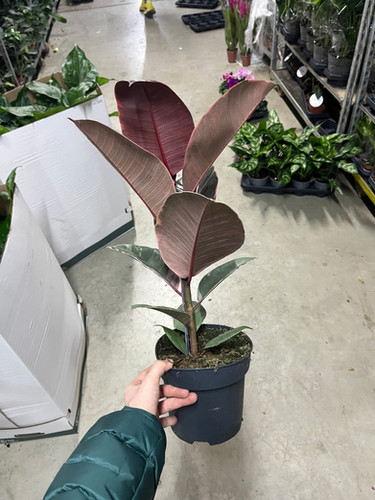 Ficus Elastica 'Belize' | Betonish