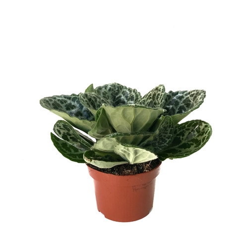 Streptocarpus 'Pretty Turtle' | Betonish