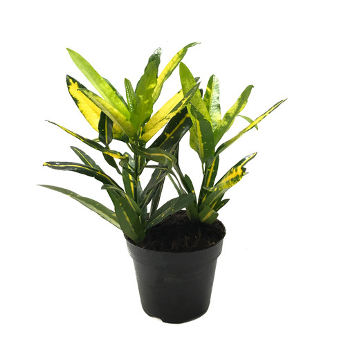 Codiaeum Variegatum 'Stoplight' | Betonish