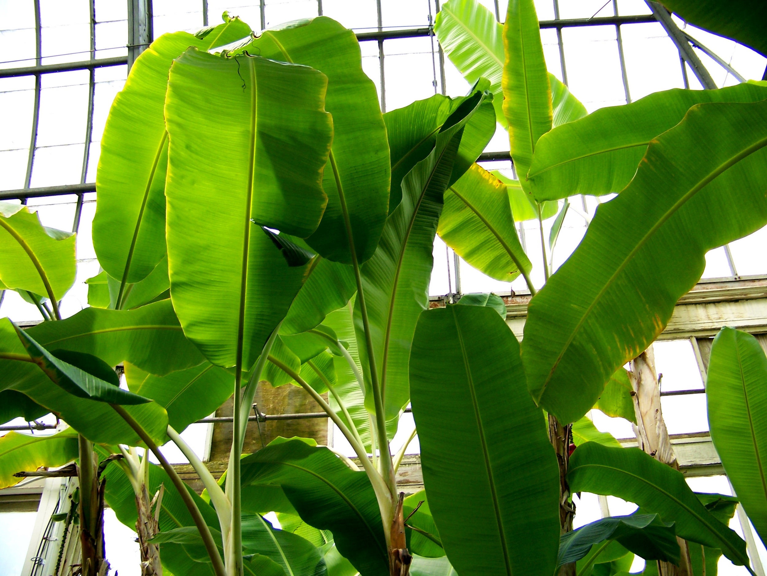 Musa Bakımı | Betonish