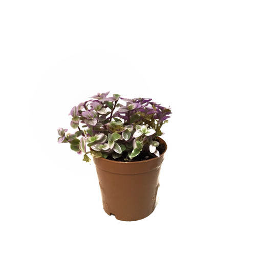 Callisia Repens 'Variegata' | Betonish