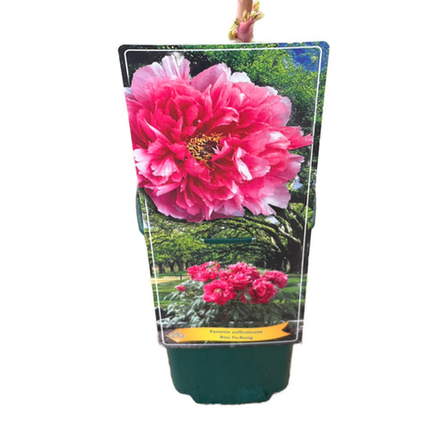 Paeonia Suffruticosa 'Rou Fu Rong' (Şakayık Çiçeği) | Betonish