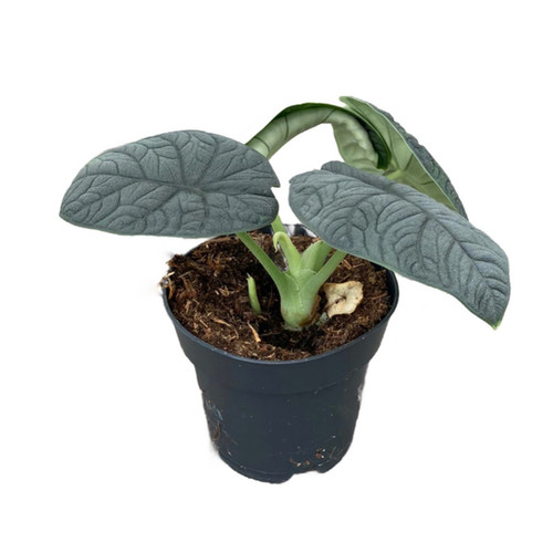 Alocasia Melo (Fil Kulağı) | Betonish