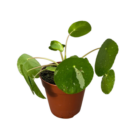 Pilea White Splash