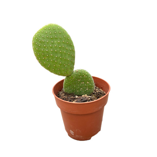 Opuntia Microdasys 'Inermis' | Betonish