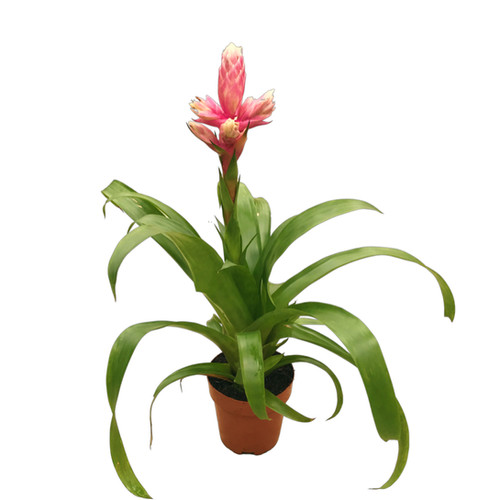Guzmania 'Candy' | Betonish