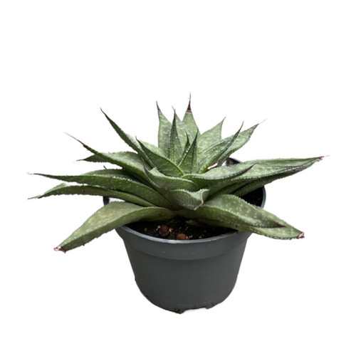 Aloe Wonder (Kaktüs) | Betonish