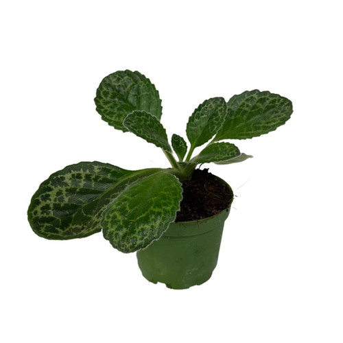 Streptocarpus 'Pretty Turtle' | Betonish