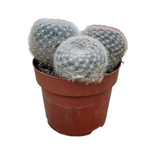 Mammillaria Bombycina | Betonish