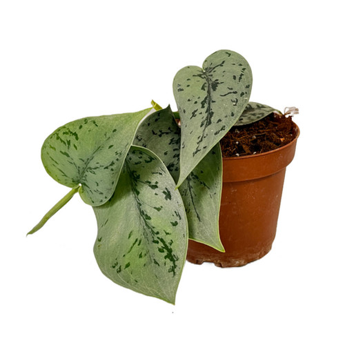 Scindapsus Pictus 'Silver Lady' | Betonish