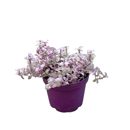 Callisia Repens 'Variegata' | Betonish