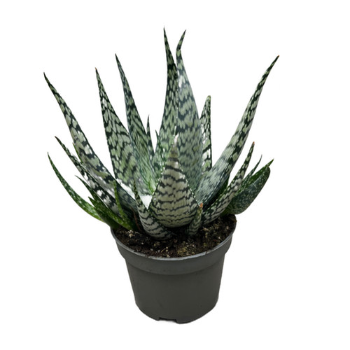 Aloe 'Bronze Lizard' (Kaktüs) | Betonish