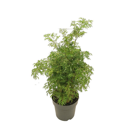 Polyscias Filicifolia | Betonish