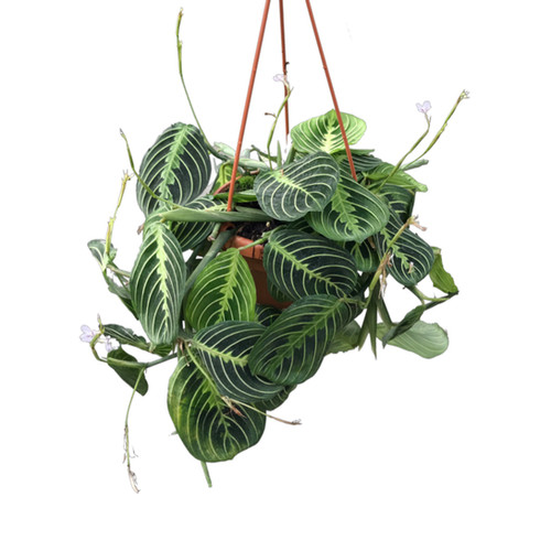 Maranta Leuconeura 'Lemon Lime' (Dua Çiçeği) | Betonish