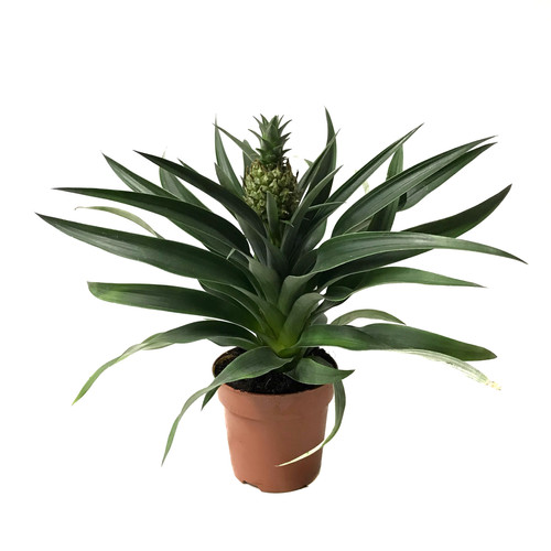 Ananas Comosus (Ananas Bitkisi) | Betonish
