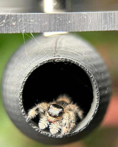 MM invertebrates arboreal cocoon | Phidporium