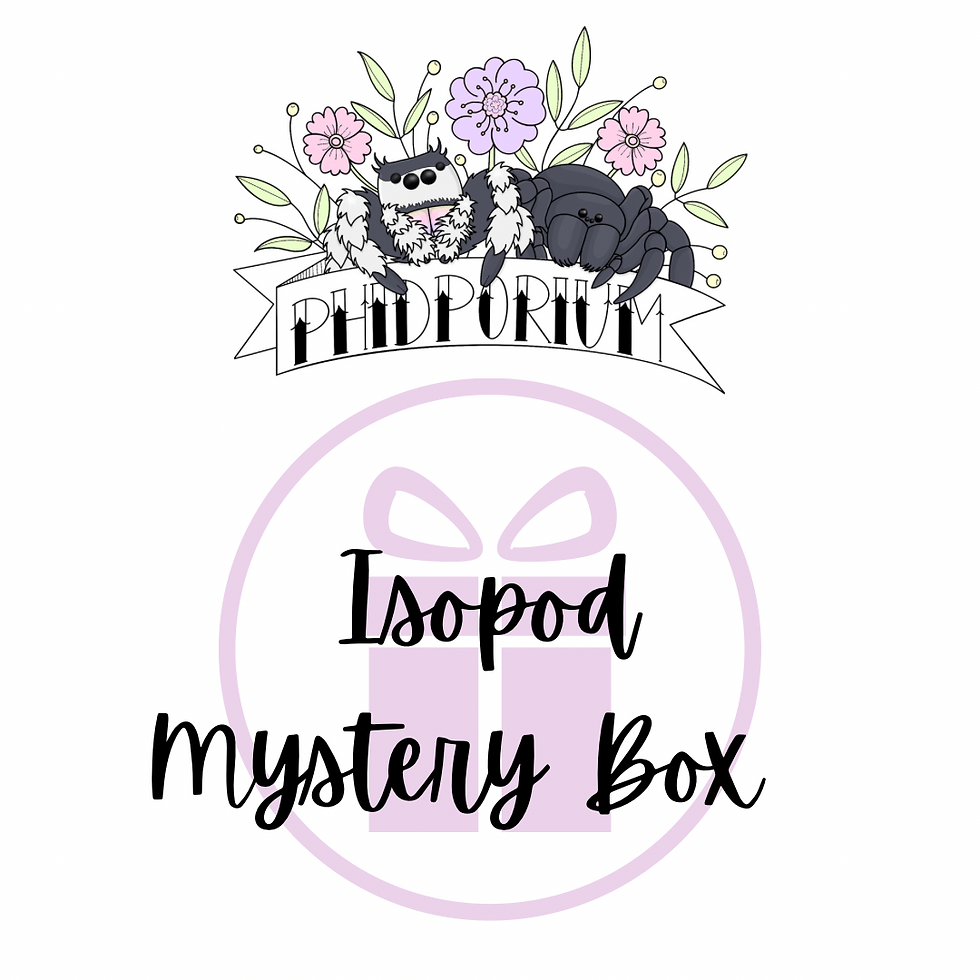 Isopod Mystery box | Phidporium