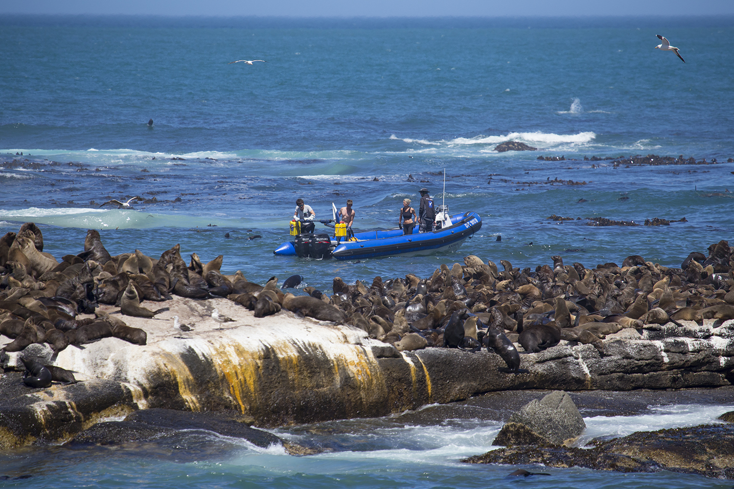 SEAL RESCUE – Animal Ocean Saves Seal Pups!