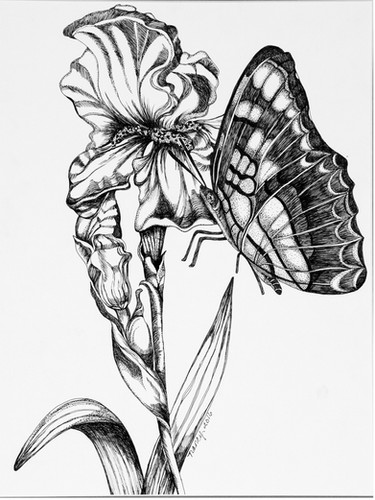 Butterfly | Nancy Harrell Art
