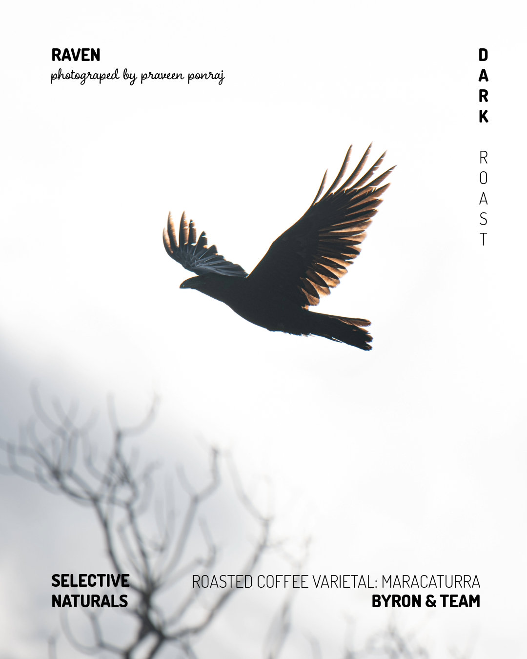 RAVEN | Climate Wave Coffee