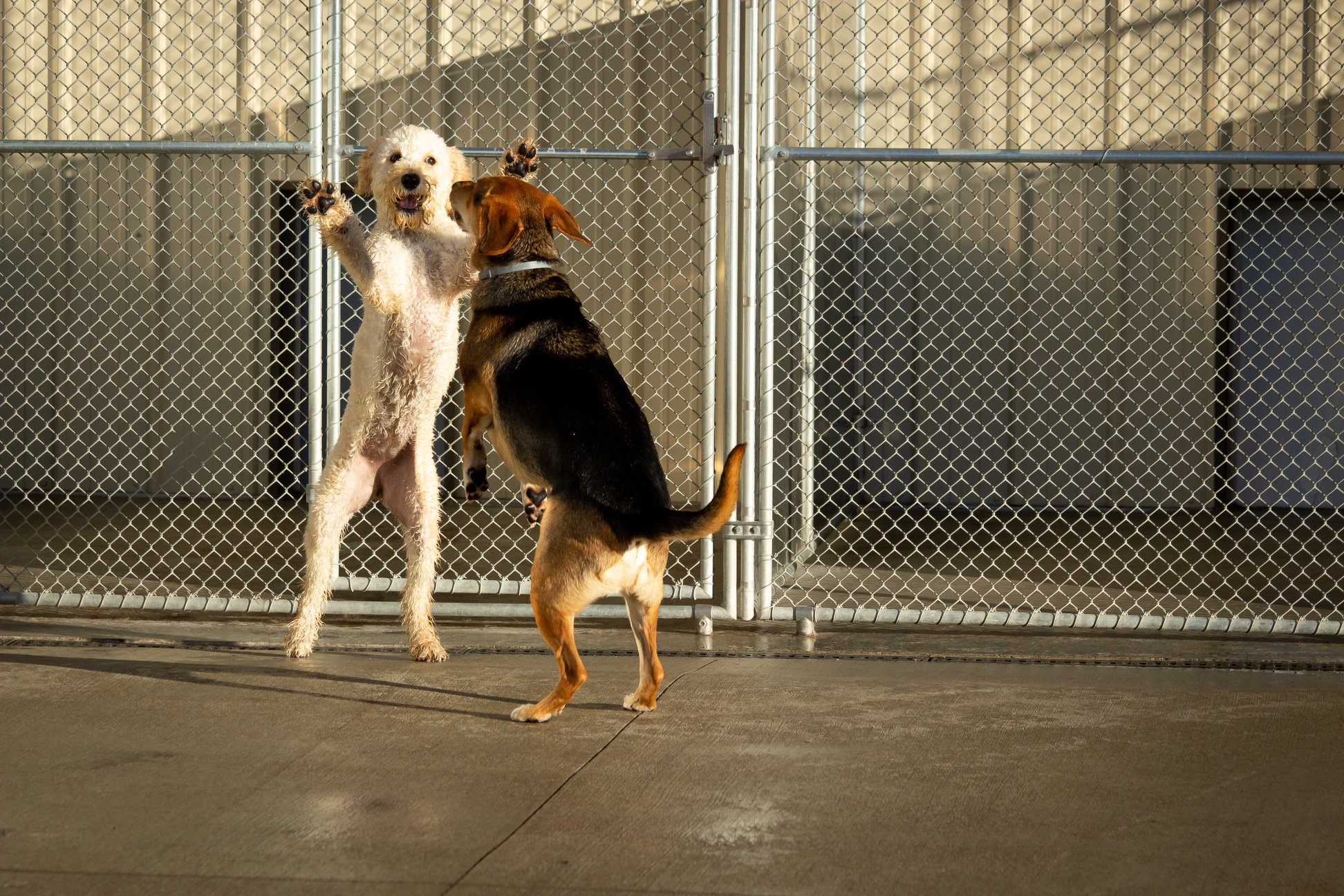 Photo Gallery | canine-kennels