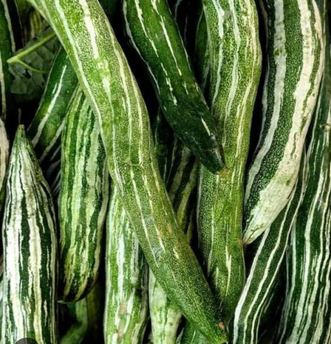 India short snake gourd | Pasumai Thottam of Dallas LLC