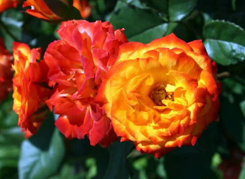 Charisma button rose variety bush rose | Pasumai Thottam | Beautiful ...