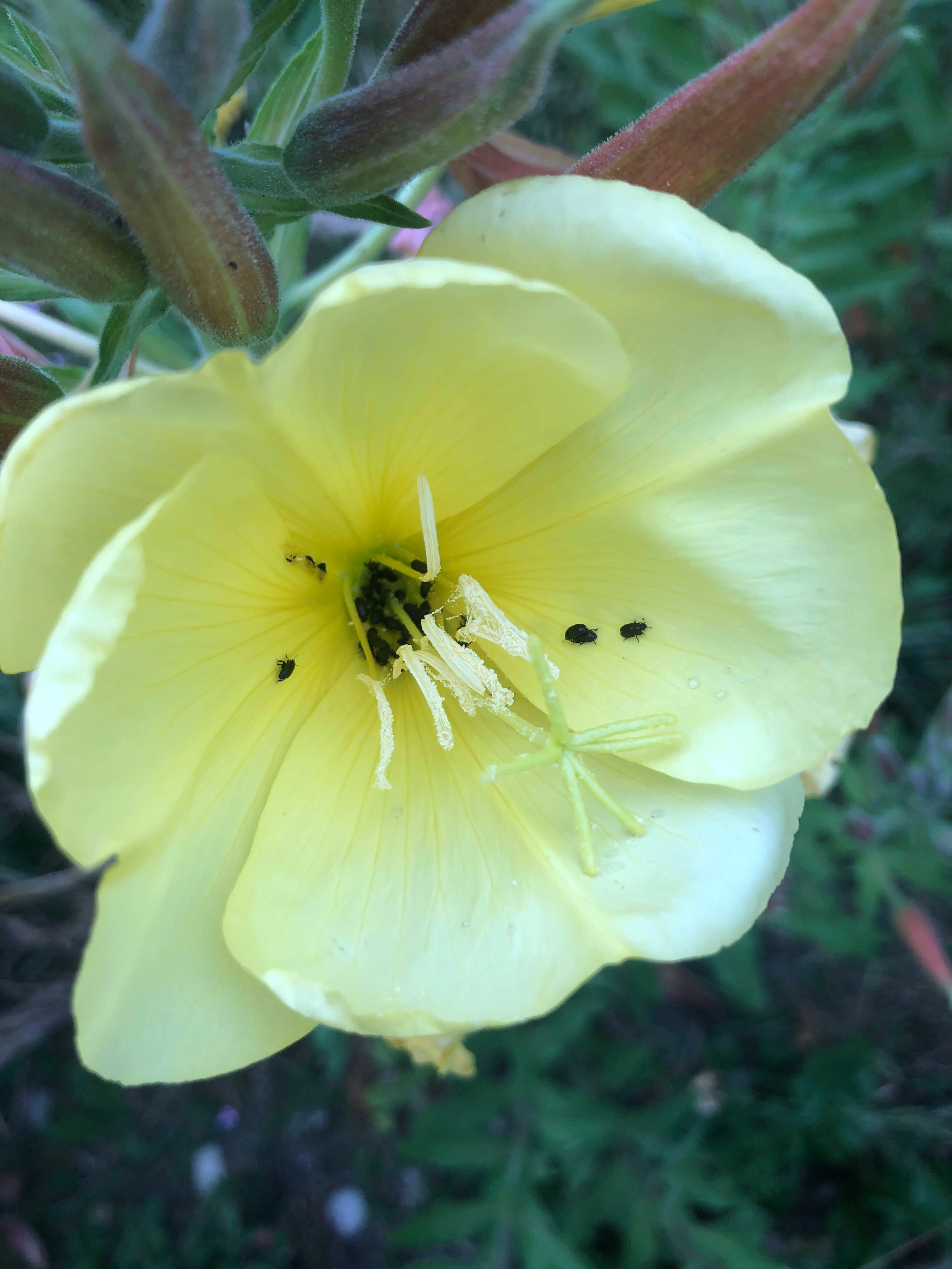 Love Wild Plants | Inspiring you to reconnect with wild plants and ...