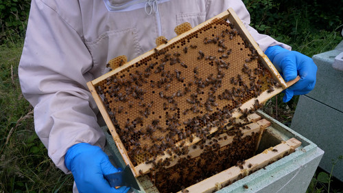 Nucleus Colonies | Bee Nucs For Sale | Buy Bees UK | Buckfast Nucs For Sale